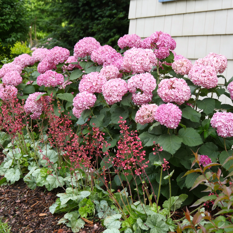 Smooth Hydrangea | Invincibelle® Ruby | Proven Winners® Shrubs – Proven ...