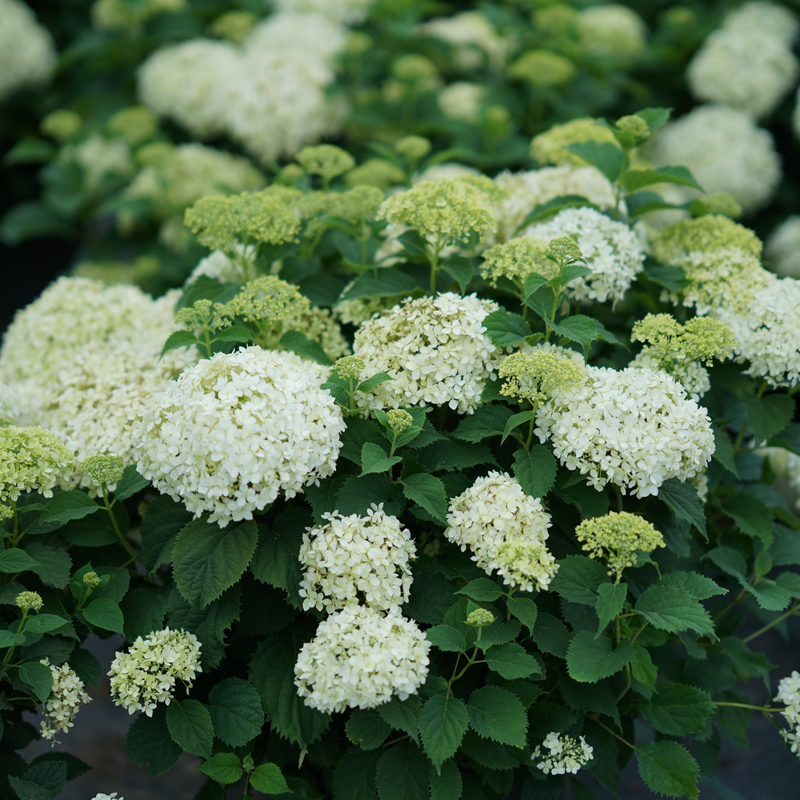 Smooth Hydrangea | Invincibelle Wee White® | Proven Winners® Shrubs ...
