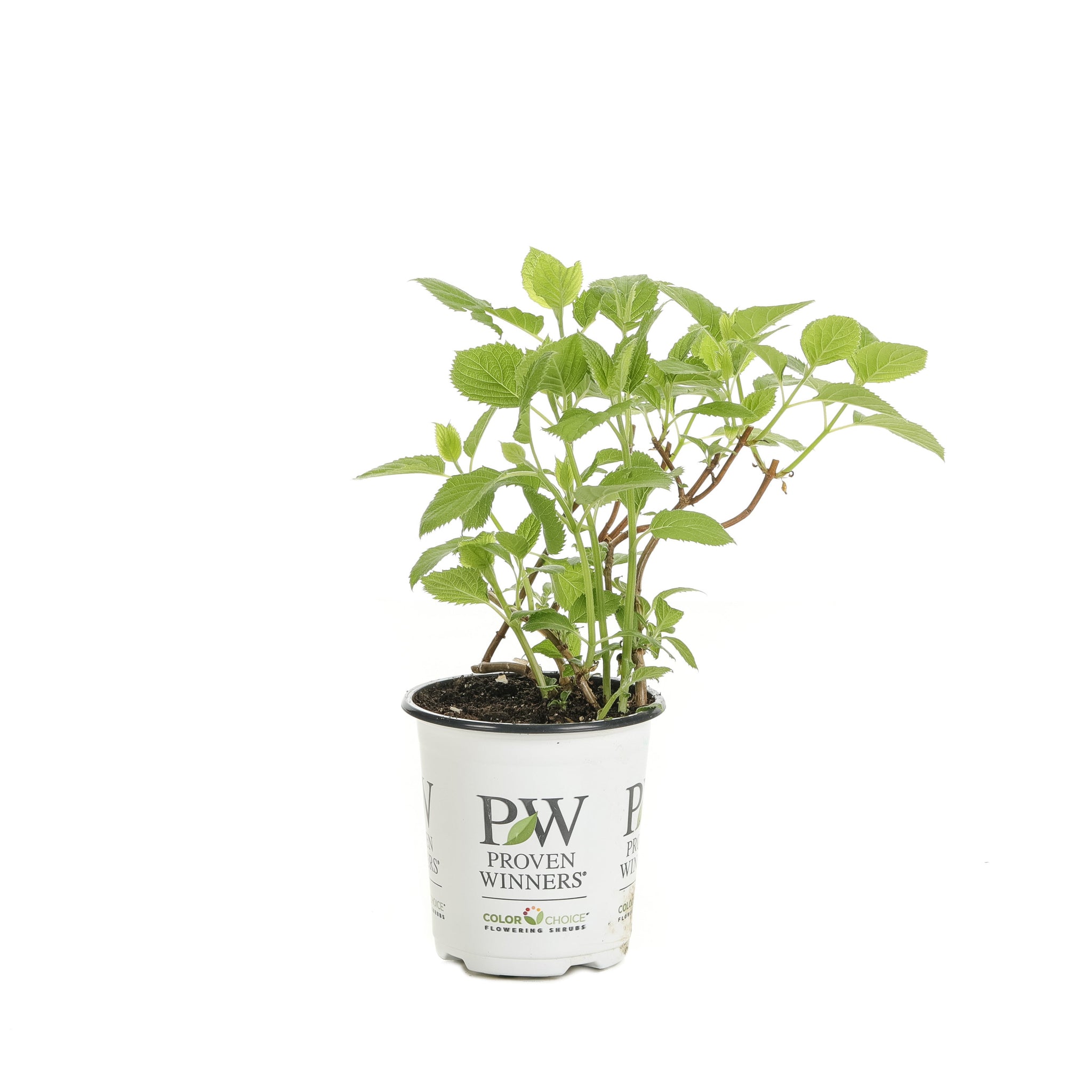 Smooth Hydrangeas (Arborescens) – Proven Winners Direct™