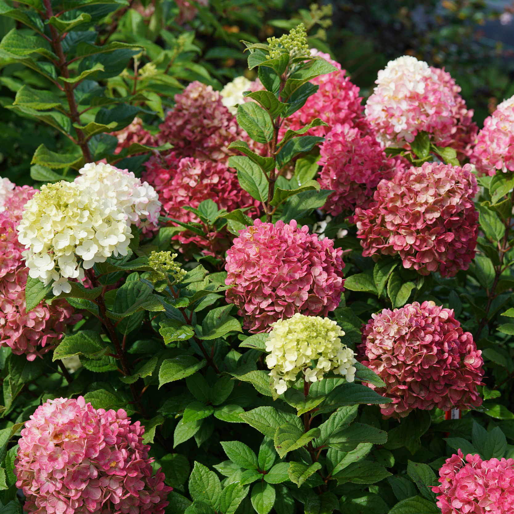 Top 10 Hydrangeas – Proven Winners Direct™