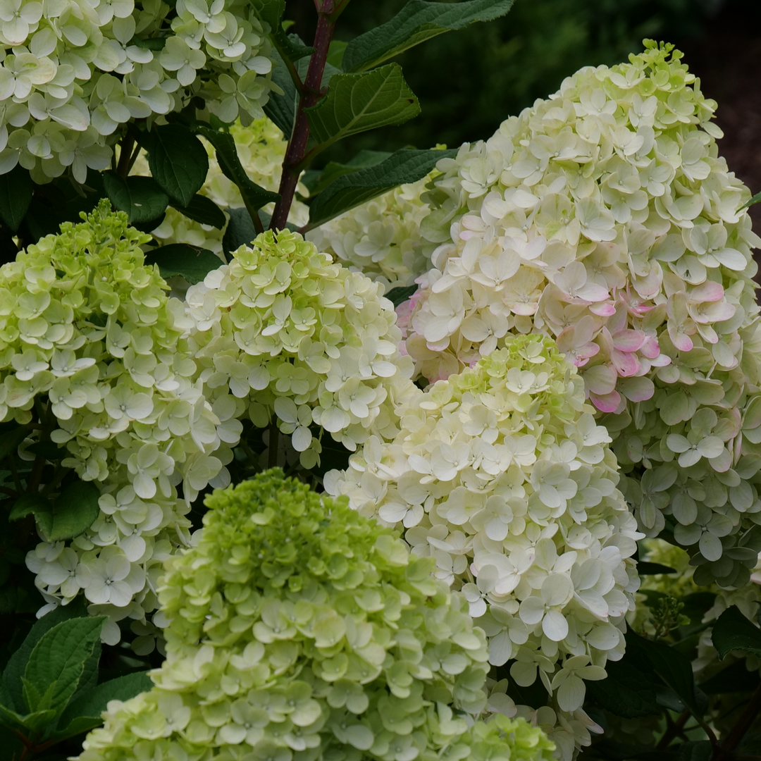 Shop The Largest Selection Of Proven Winners® Plants & Products Online ...