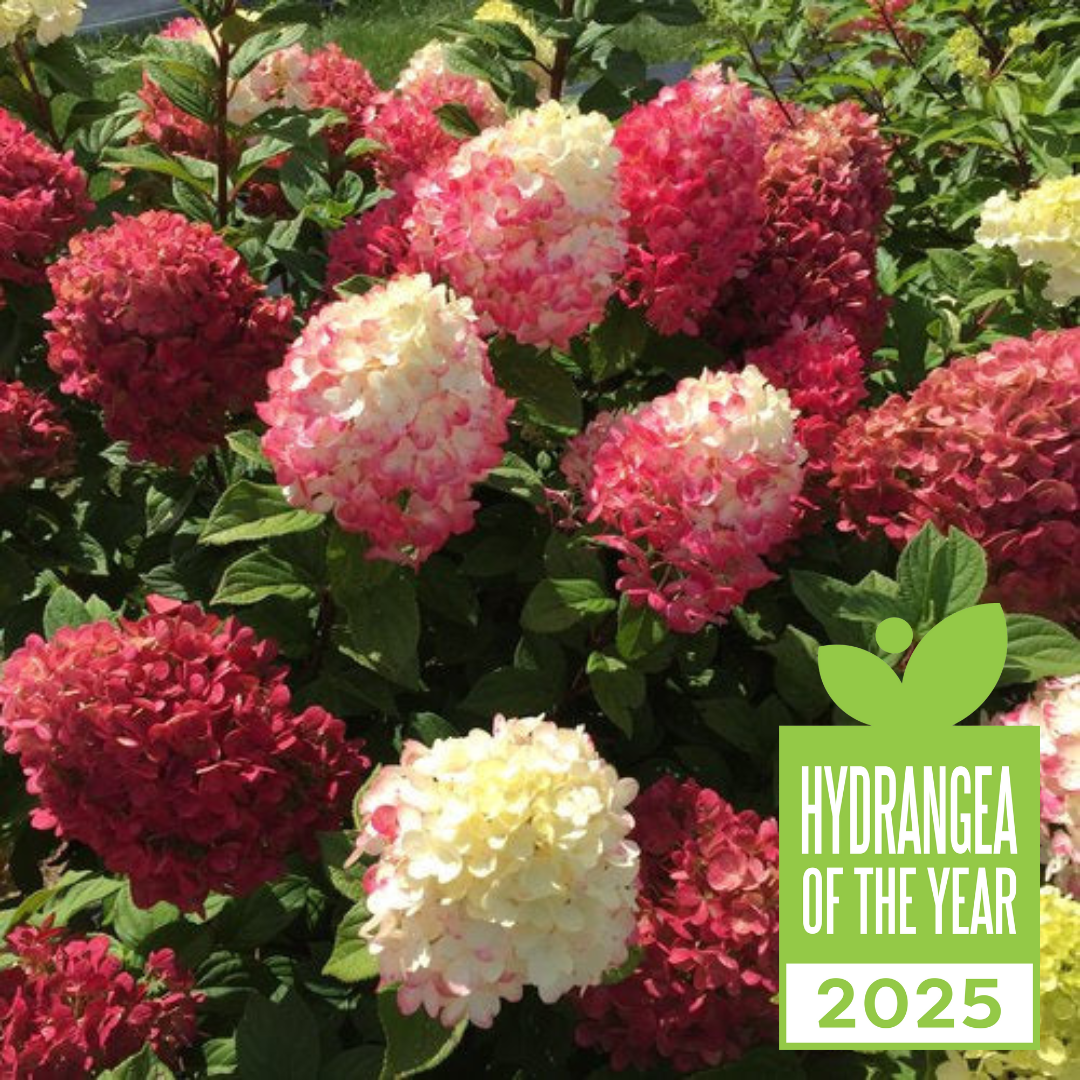 Shop The Largest Selection Of Proven Winners® Plants & Products Online ...