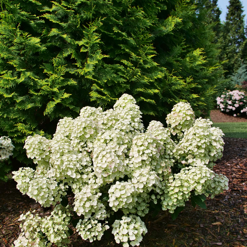 Panicle Hydrangea | Tiny Quick Fire® | Proven Winners® Shrubs – Proven ...