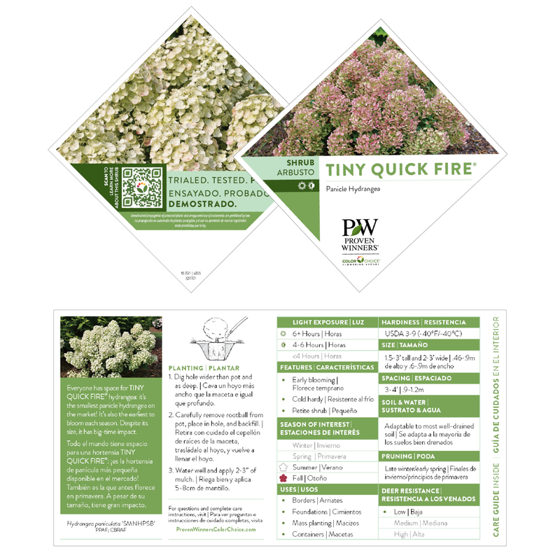 Panicle Hydrangea | Tiny Quick Fire® | Proven Winners® Shrubs – Proven ...
