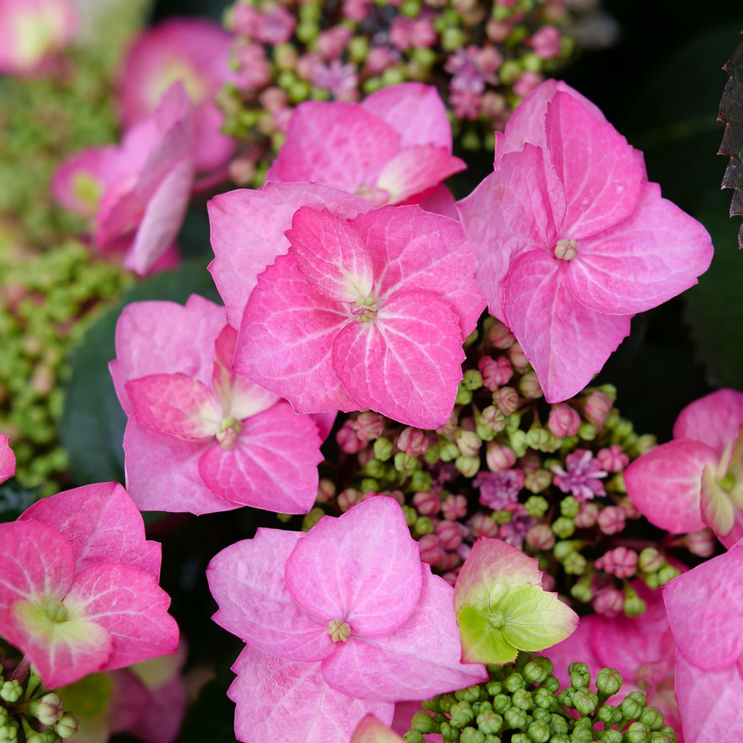 Reblooming Mountain Hydrangea | Tuff Stuff Top Fun® | Proven Winners ...