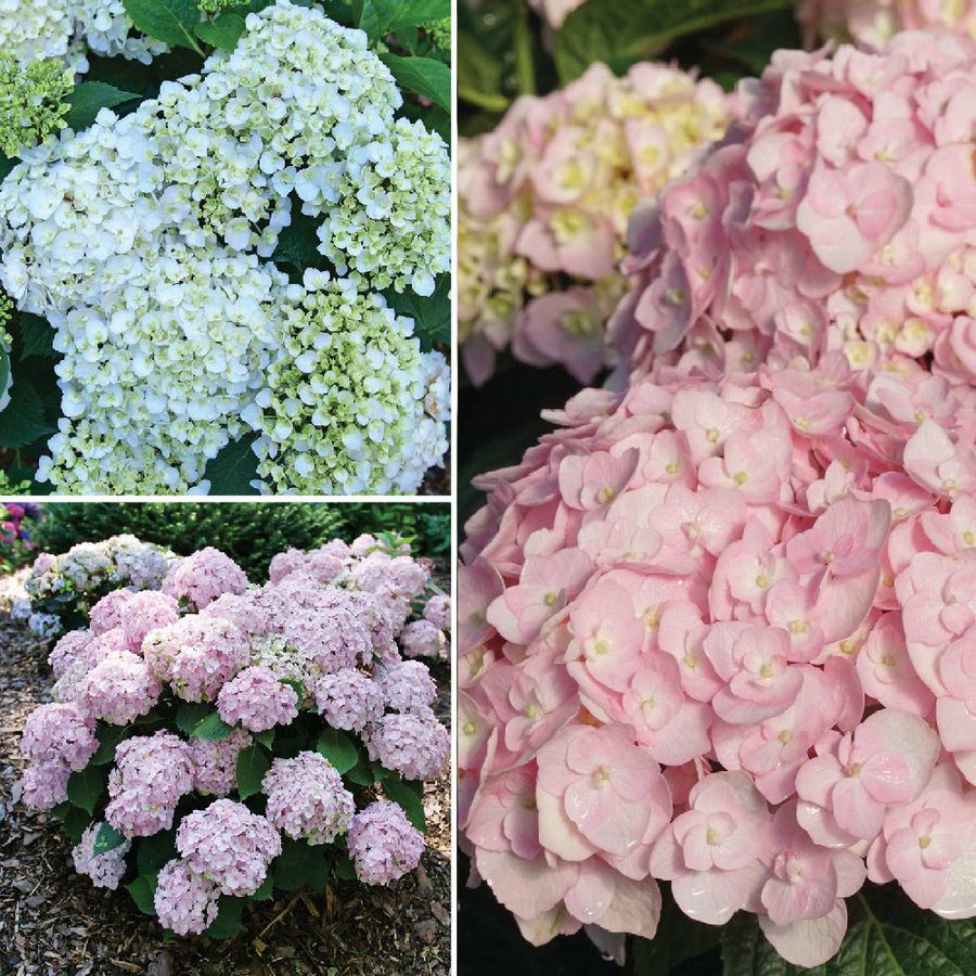 Shop The Largest Selection Of Proven Winners® Plants & Products Online ...
