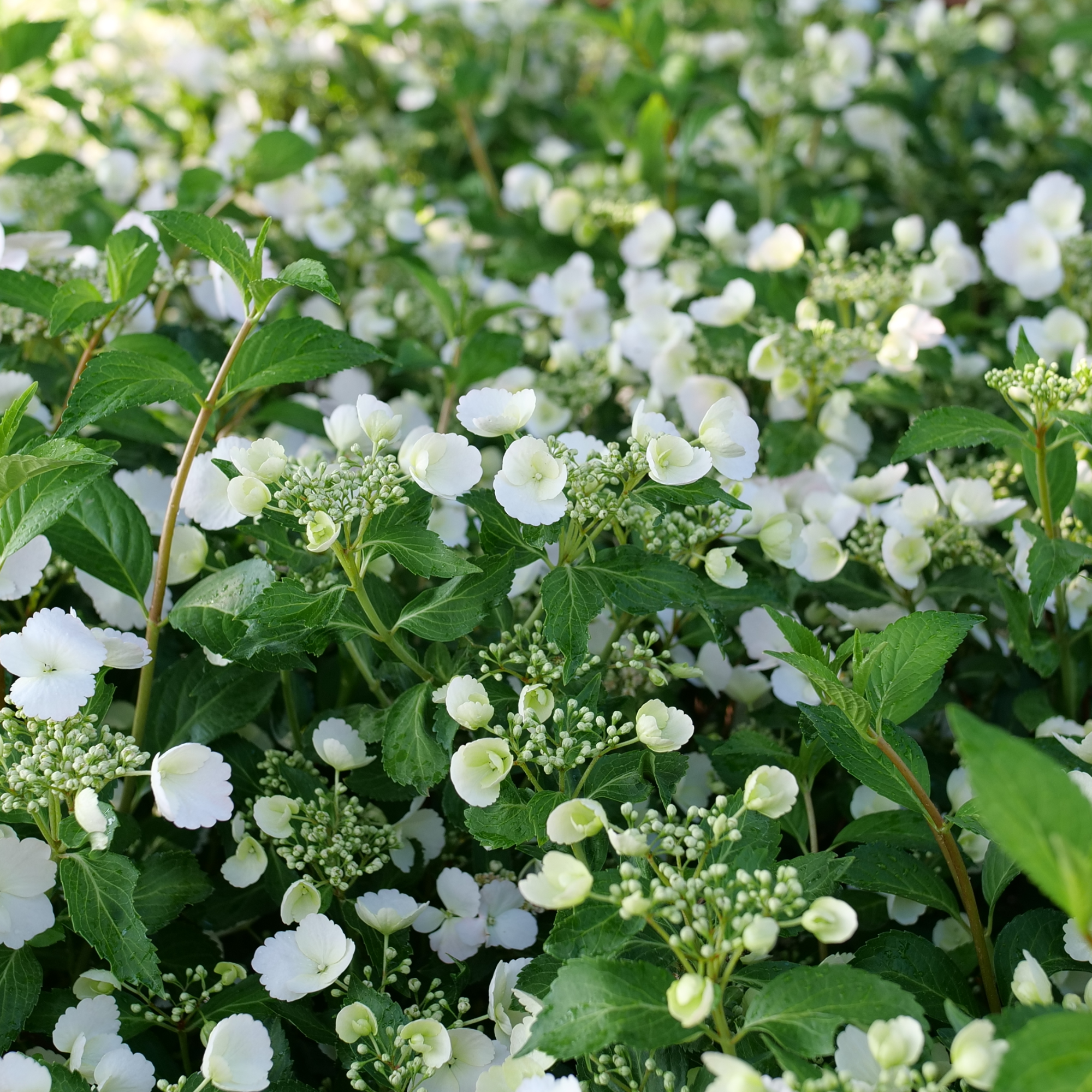 Cascade Hydrangea | Fairytrail Bride® | Proven Winners® Shrubs – Proven ...