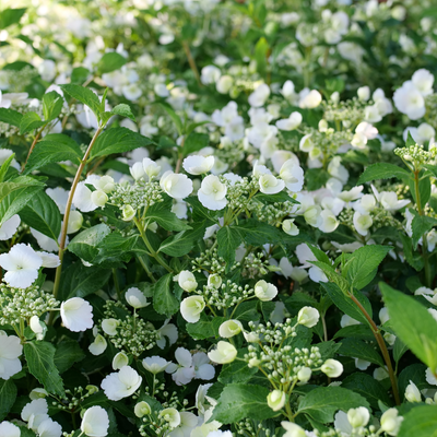 Cascade Hydrangea | Fairytrail Bride® | Proven Winners® Shrubs – Proven ...