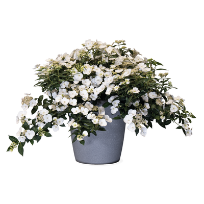 Cascade Hydrangea | Fairytrail Bride® | Proven Winners® Shrubs – Proven ...