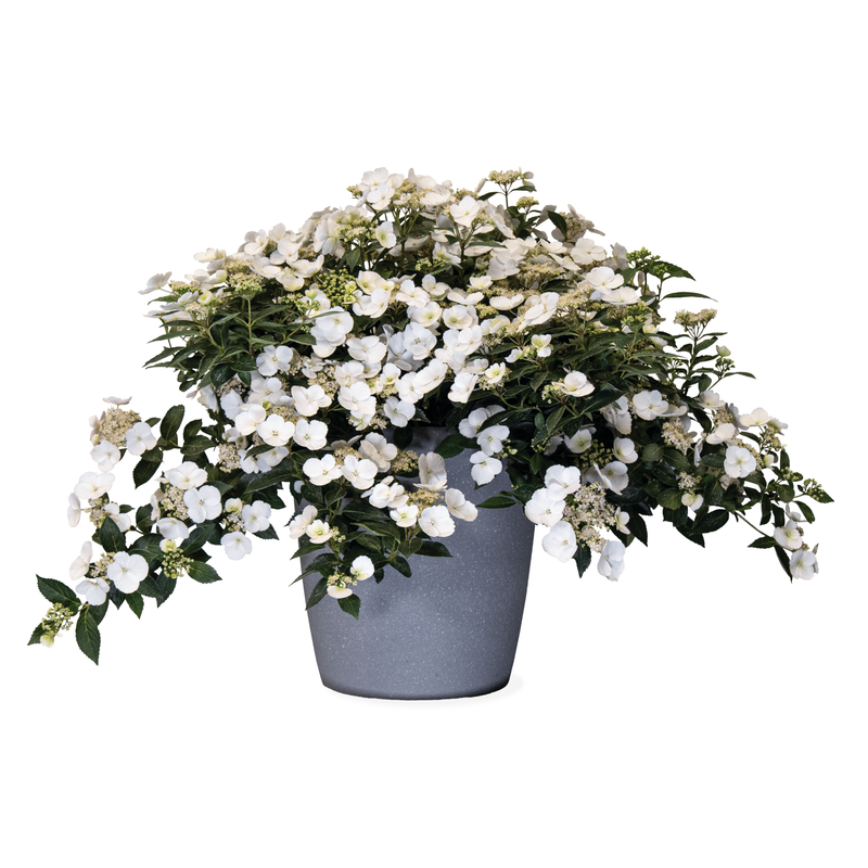 Cascade Hydrangea | Fairytrail Bride® | Proven Winners® Shrubs – Proven ...