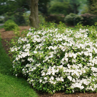 Cascade Hydrangea | Fairytrail Bride® | Proven Winners® Shrubs – Proven ...