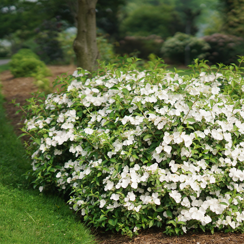 Cascade Hydrangea | Fairytrail Bride® | Proven Winners® Shrubs – Proven ...