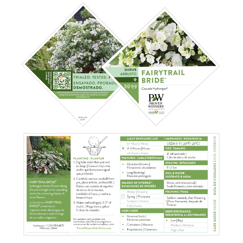 Cascade Hydrangea | Fairytrail Bride® | Proven Winners® Shrubs – Proven ...