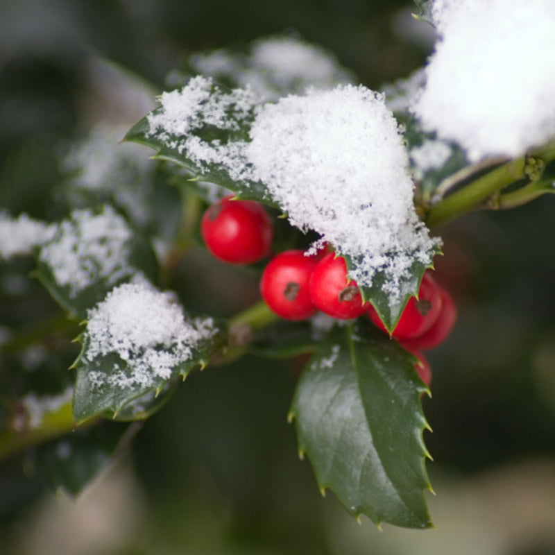 Blue Holly | Castle Spire® | Proven Winners® Shrubs – Proven Winners ...