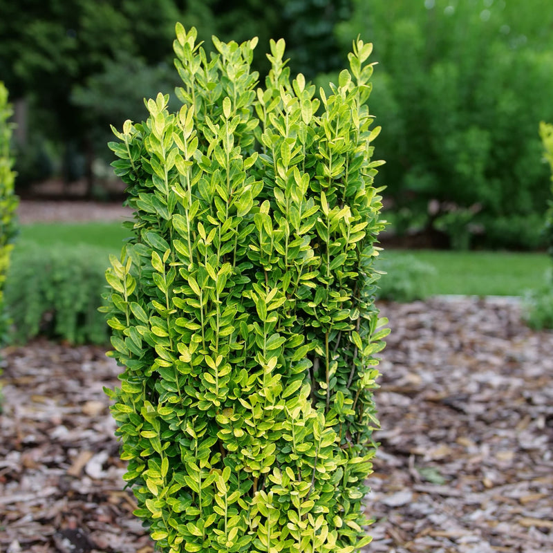 Japanese Holly | Glow Stick® | Proven Winners® Shrubs – Proven Winners ...