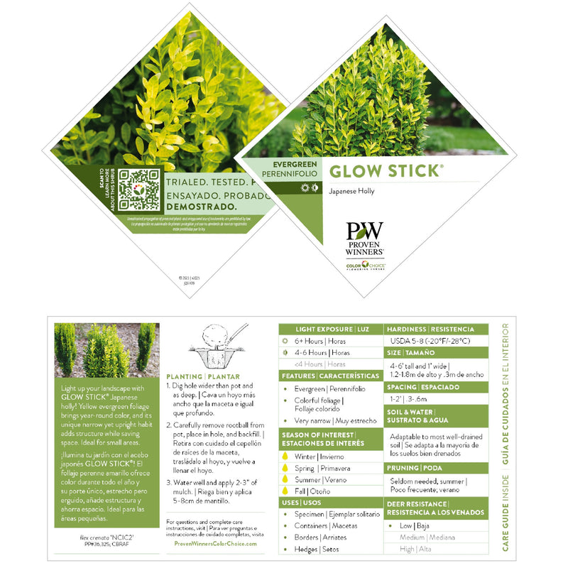 Japanese Holly | Glow Stick® | Proven Winners® Shrubs – Proven Winners ...