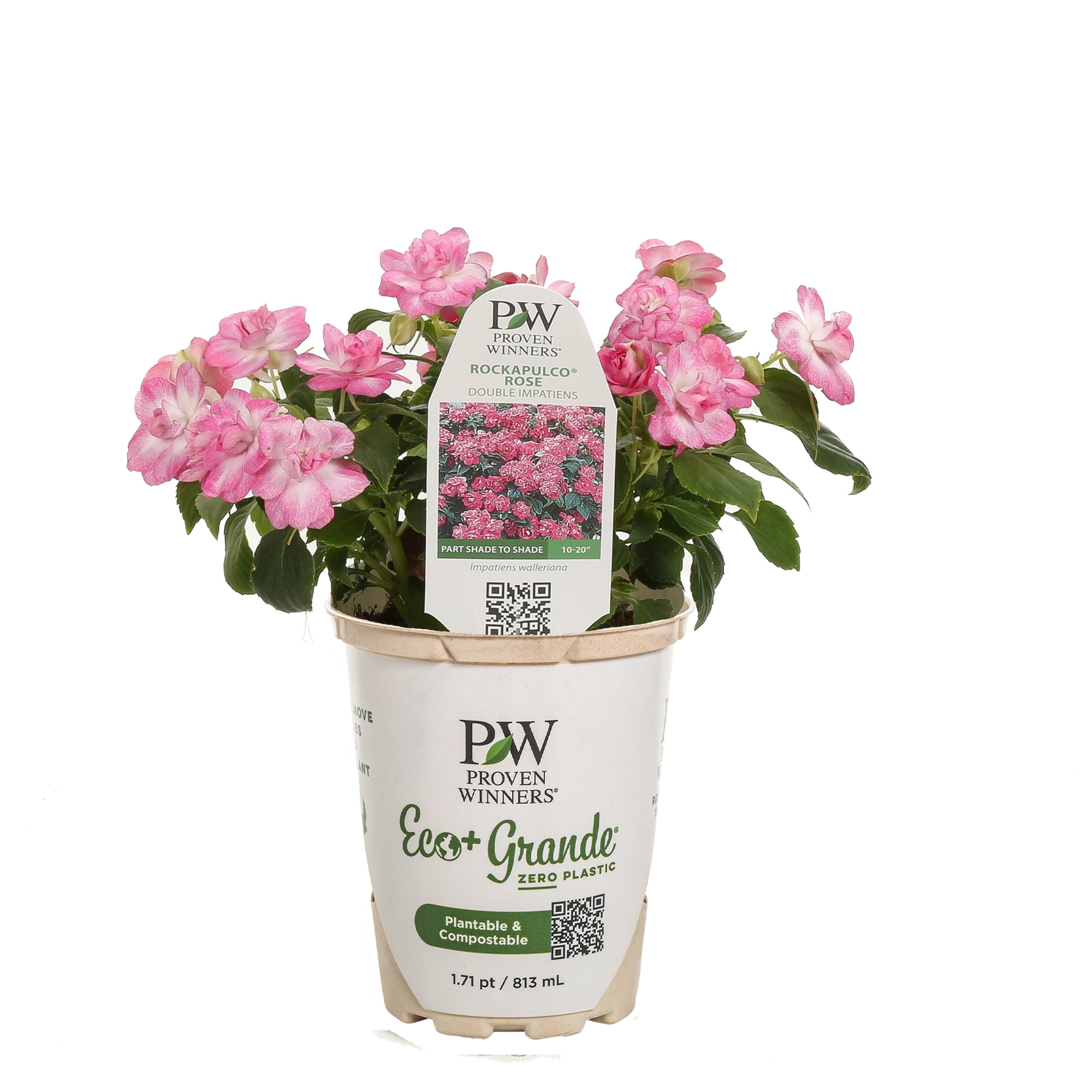 Proven Winners® Impatiens – Proven Winners Direct™