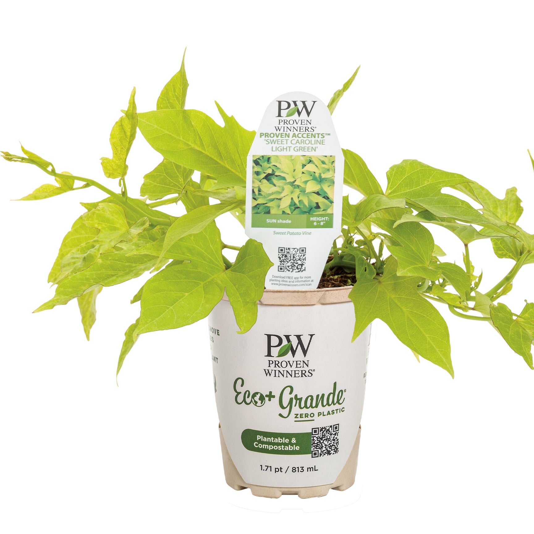 Shop The Largest Selection Of Proven Winners® Plants & Products Online ...
