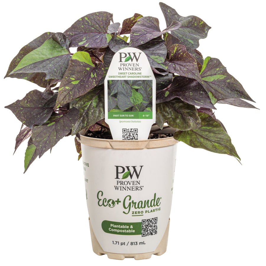 Exclusive 2026 Annuals – Proven Winners Direct™