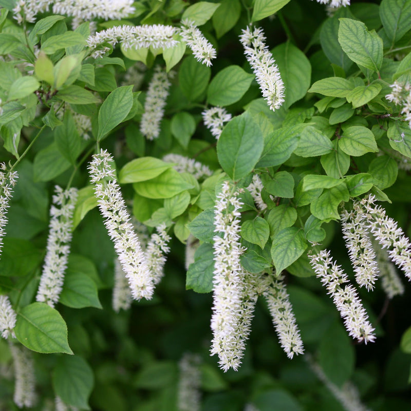 Sweetspire | Little Henry® | Proven Winners® Shrubs – Proven Winners ...