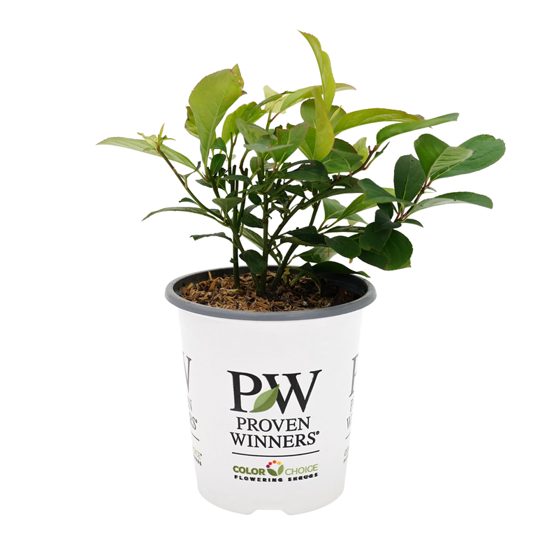 Sweetspire | Little Henry® | Proven Winners® Shrubs – Proven Winners ...