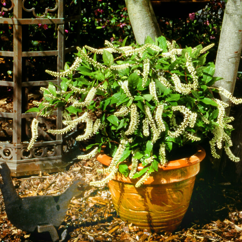 Sweetspire | Little Henry® | Proven Winners® Shrubs – Proven Winners ...