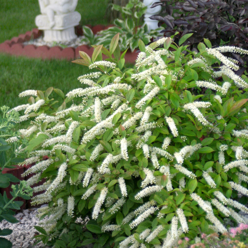Sweetspire | Little Henry® | Proven Winners® Shrubs – Proven Winners ...