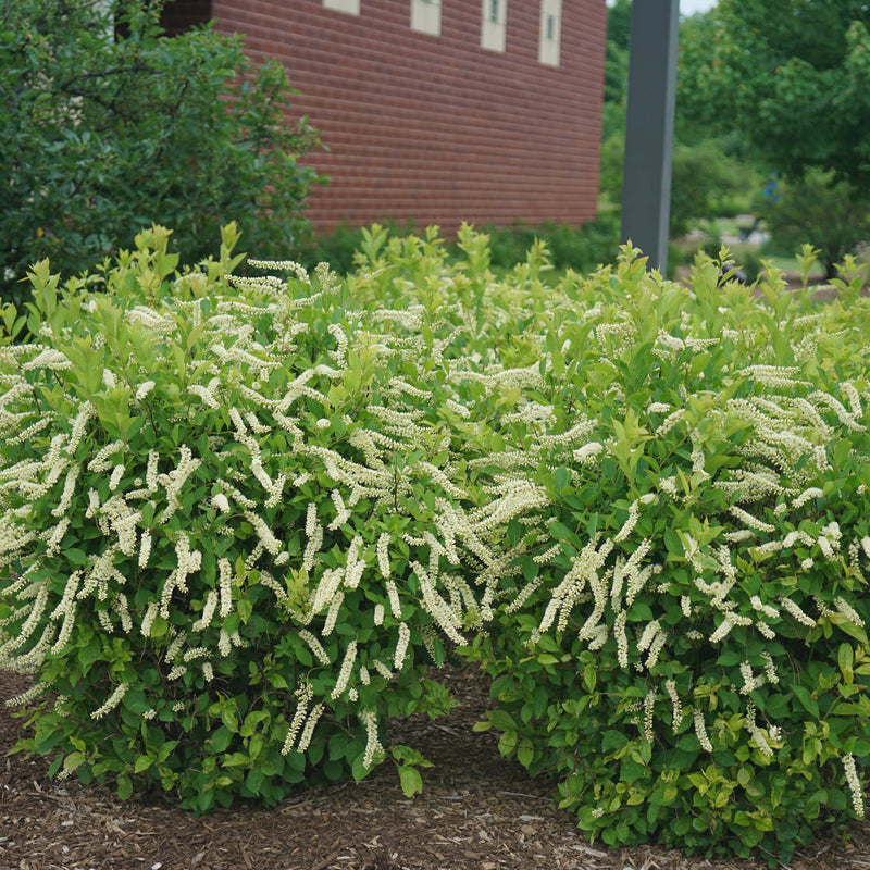 Sweetspire | Little Henry® | Proven Winners® Shrubs – Proven Winners ...