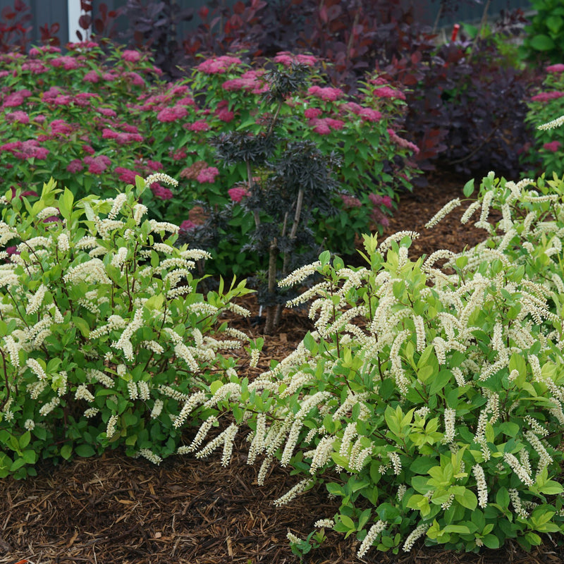 Sweetspire | Scentlandia® | Proven Winners® Shrubs – Proven Winners Direct™