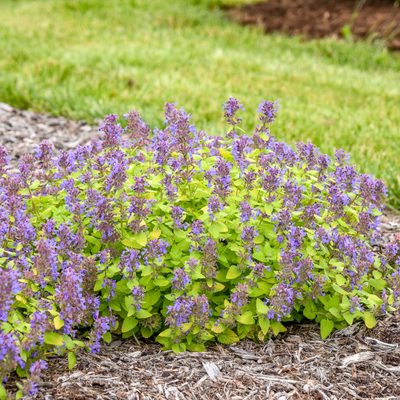 Catmint | 'Lemon Purrfection' | Proven Winners® Perennials – Proven ...