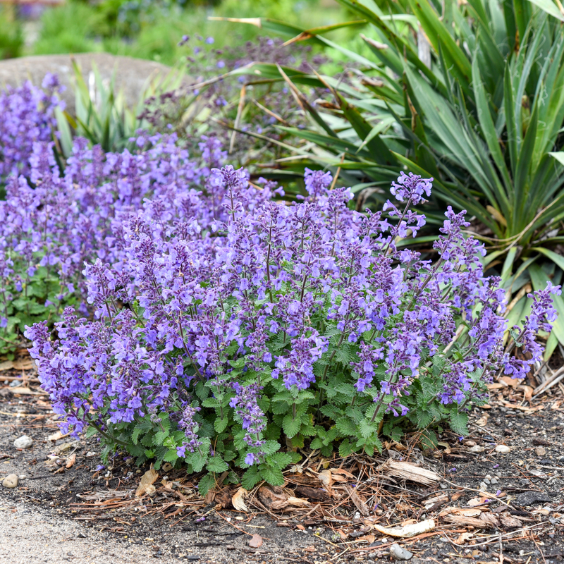 Catmint | 'Catwalk Queen' | Proven Winners® Perennials – Proven Winners ...