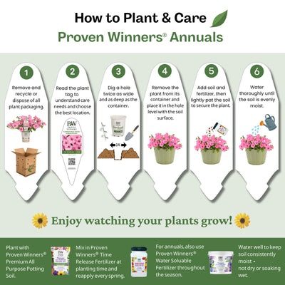 Petunia | Supertunia® Really Red | Proven Winners® Annuals – Proven ...