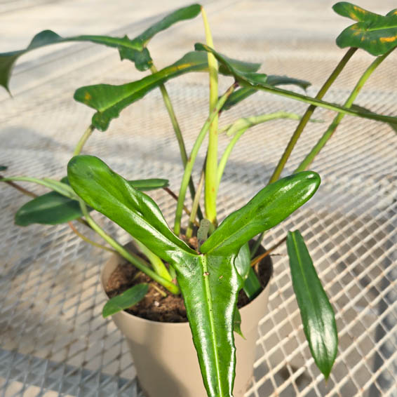 Philodendron | leafjoy® Prismacolor™ Electric Eel™ | Proven Winners ...