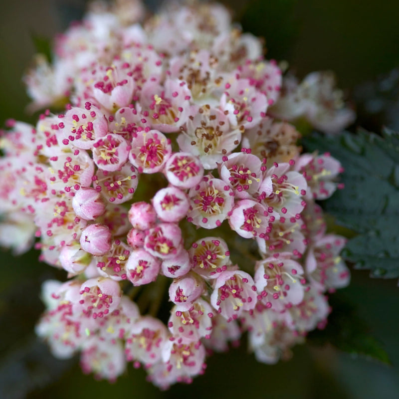 Ninebark | Summer Wine® | Proven Winners® Shrubs – Proven Winners Direct™