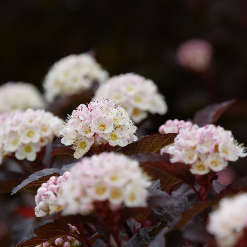 Ninebark | Ginger Wine® | Proven Winners® Shrubs – Proven Winners Direct™