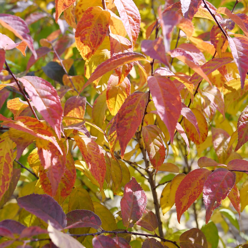 Bush Cherry | Easy As Pie® | Proven Winners® Shrubs – Proven Winners ...