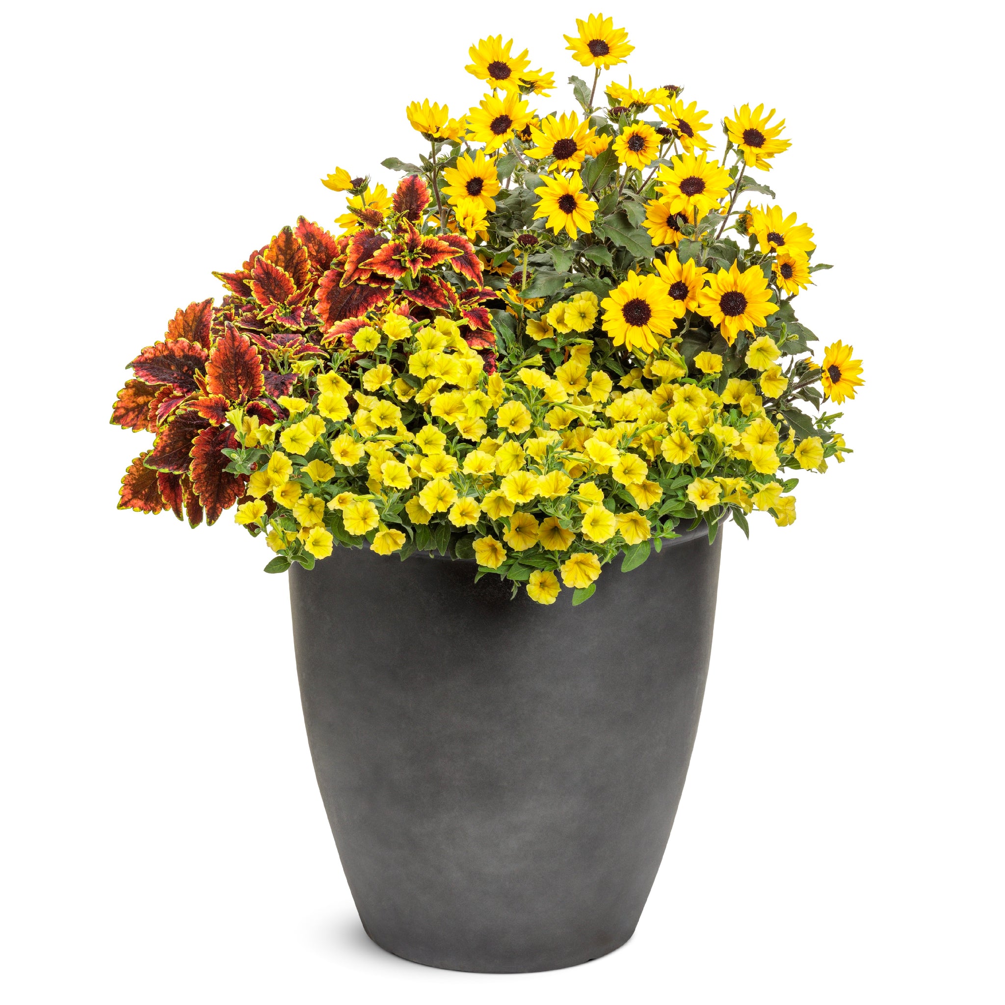 Self Watering Planters | Proven Winners Direct – Proven Winners Direct™