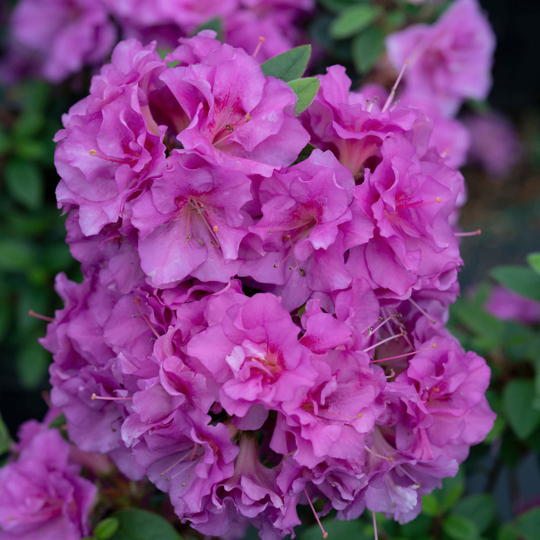 Perfecto Mundo® Reblooming Azaleas – Proven Winners Direct™