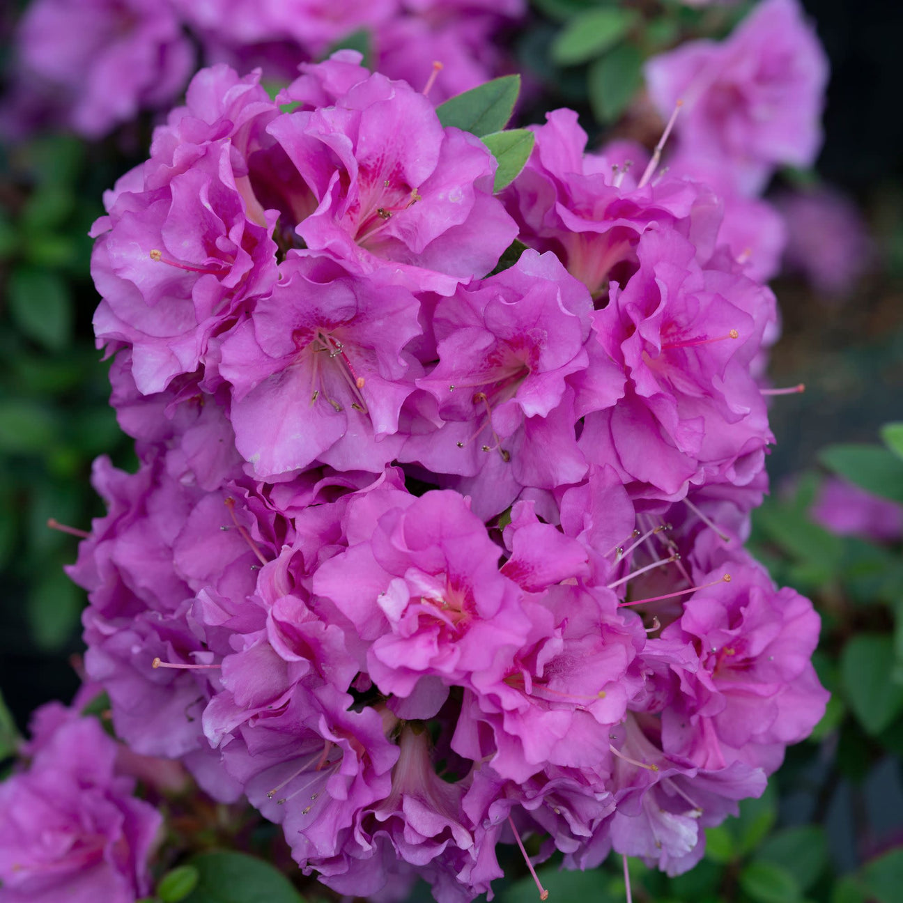 Perfecto Mundo® Reblooming Azaleas – Proven Winners Direct™