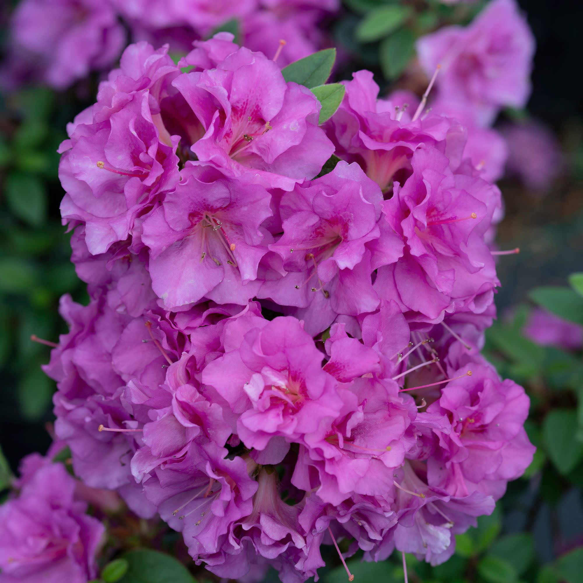 Perfecto Mundo® Reblooming Azaleas – Proven Winners Direct™