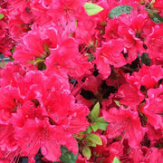 Perfecto Mundo® Reblooming Azaleas – Proven Winners Direct™