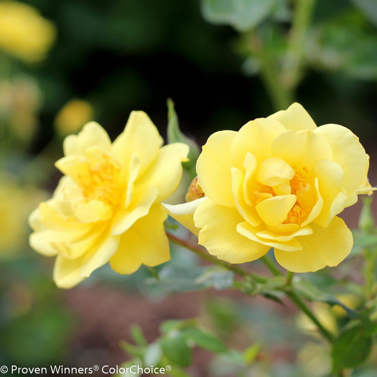 Oso Easy® Roses – Proven Winners Direct™