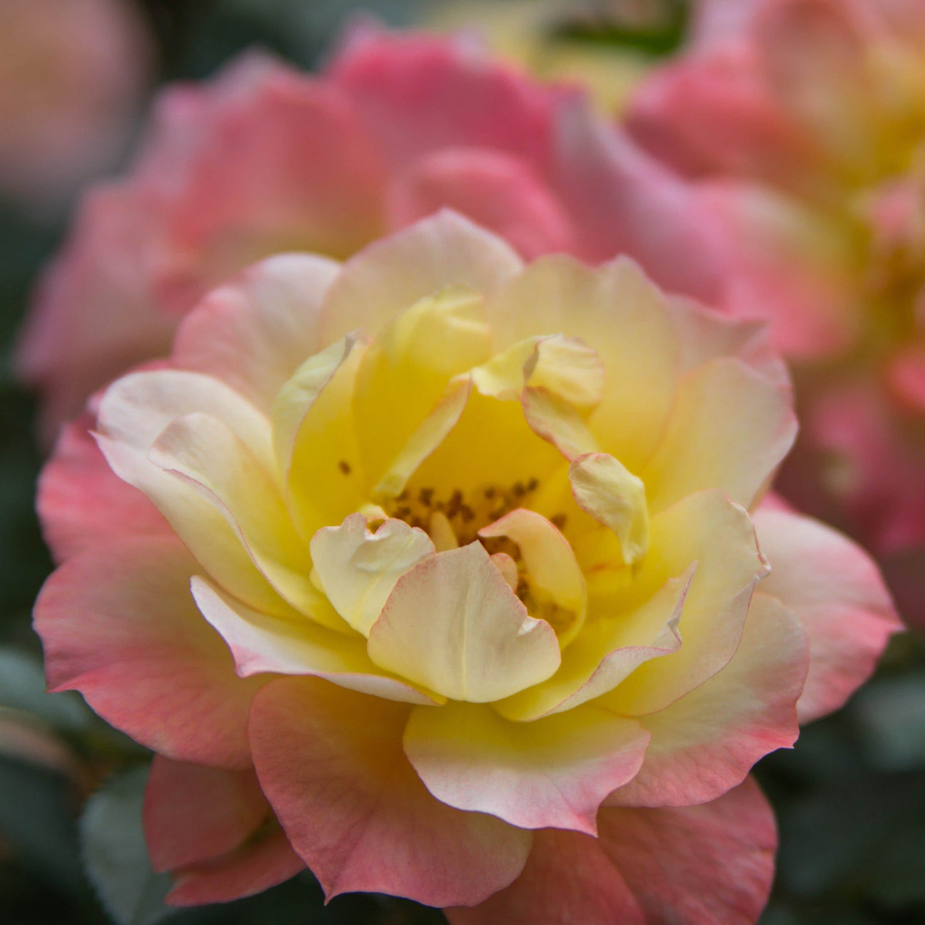 Proven Winners®Roses – Proven Winners Direct™