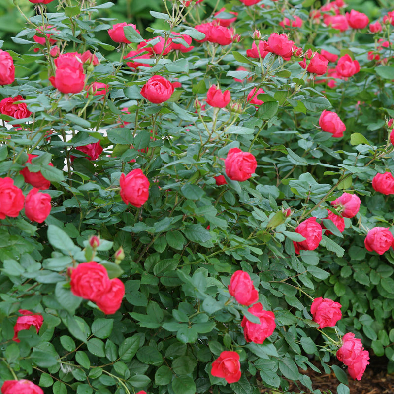Rose | Oso Easy Double Red® | Proven Winners® Shrubs – Proven Winners ...