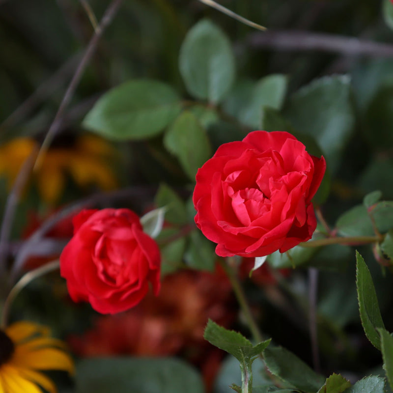 Rose | Oso Easy Double Red® | Proven Winners® Shrubs – Proven Winners ...