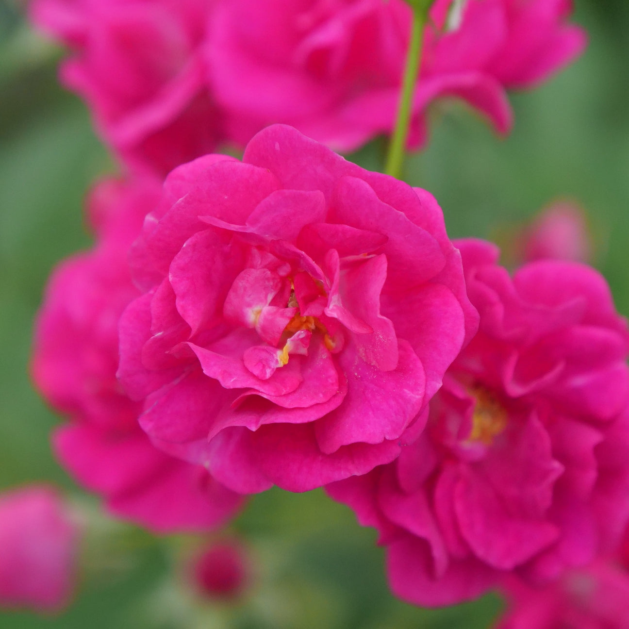 Proven Winners®Roses – Proven Winners Direct™