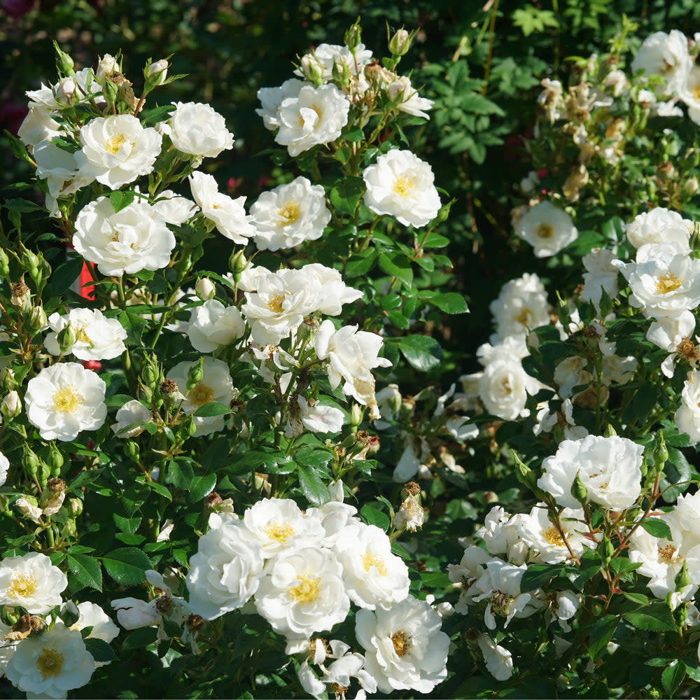Oso Easy® Roses – Proven Winners Direct™