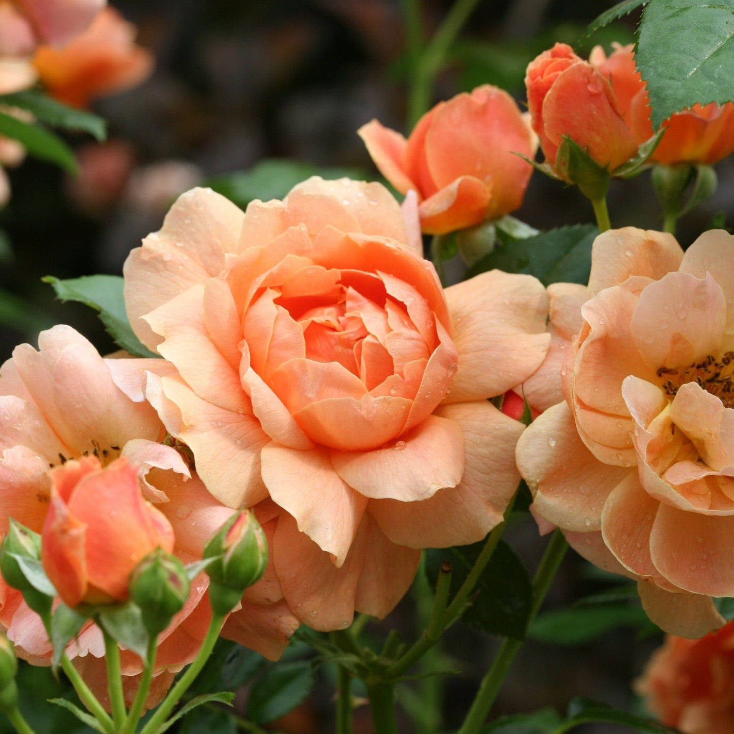 Proven Winners®Roses – Proven Winners Direct™