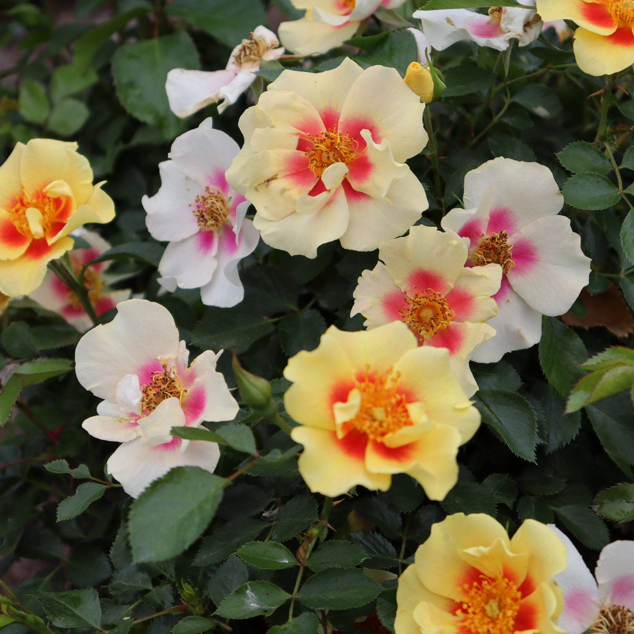 Proven Winners®Roses – Proven Winners Direct™