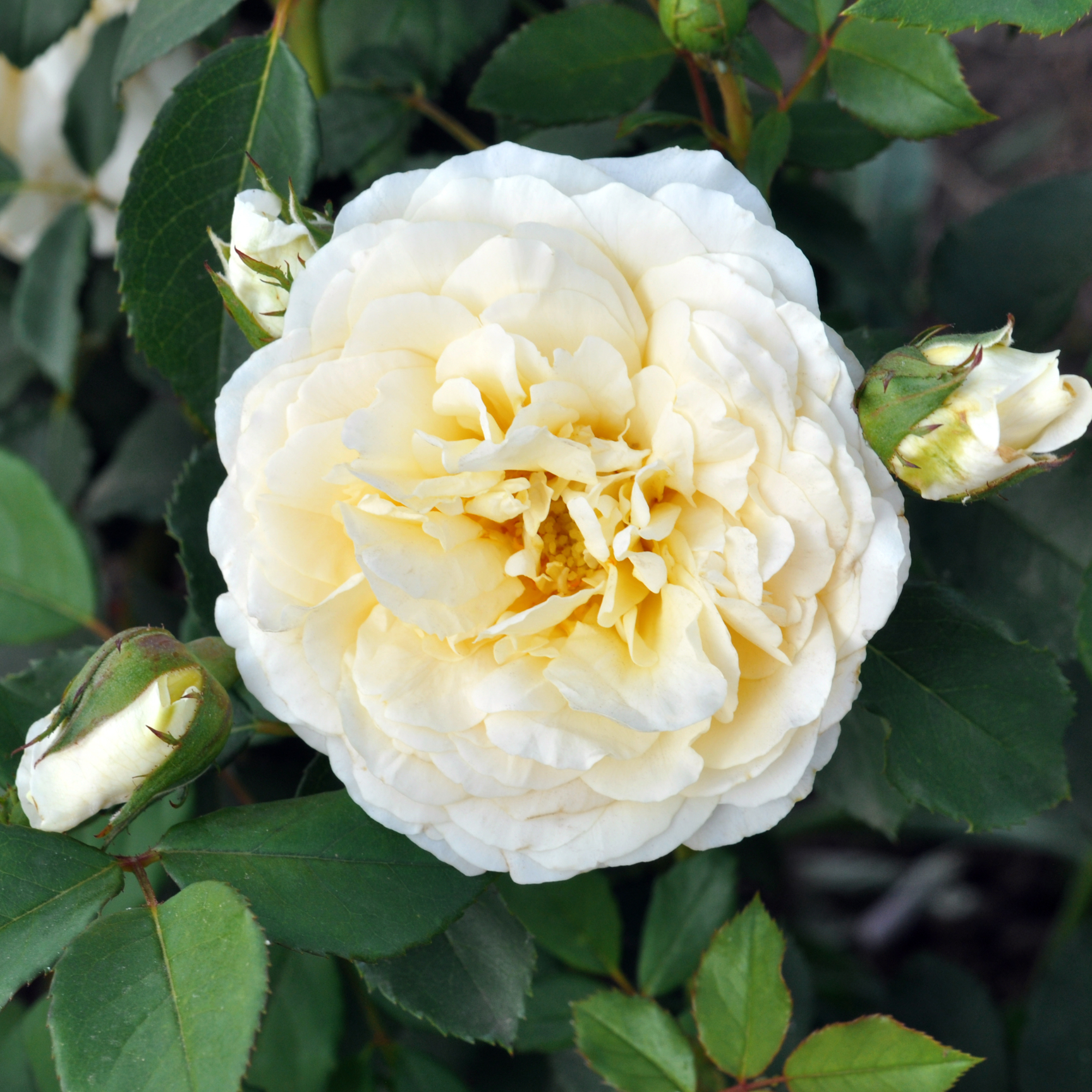 Proven Winners®Roses – Proven Winners Direct™